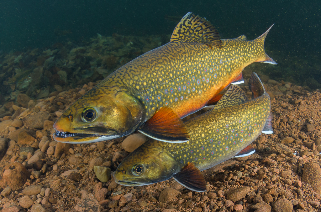 Freshwater Fish Populations are Failing and Forgotten – Even in Canada ...